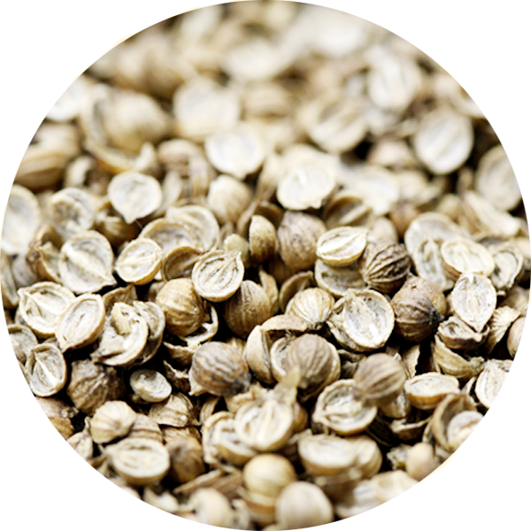 Coriander
